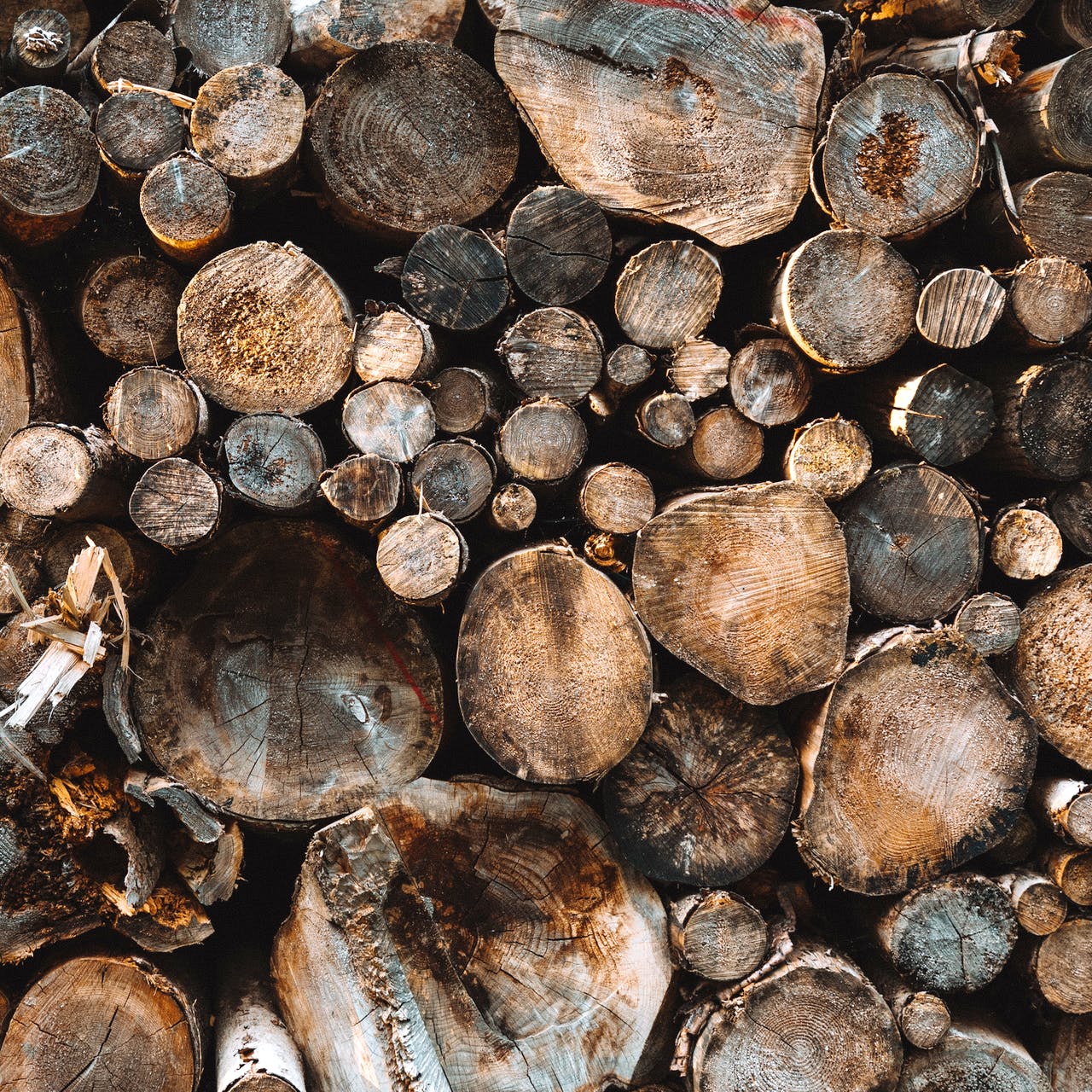 Holzarten beim Hausbau im Überblick | Hausbau Ratgeber